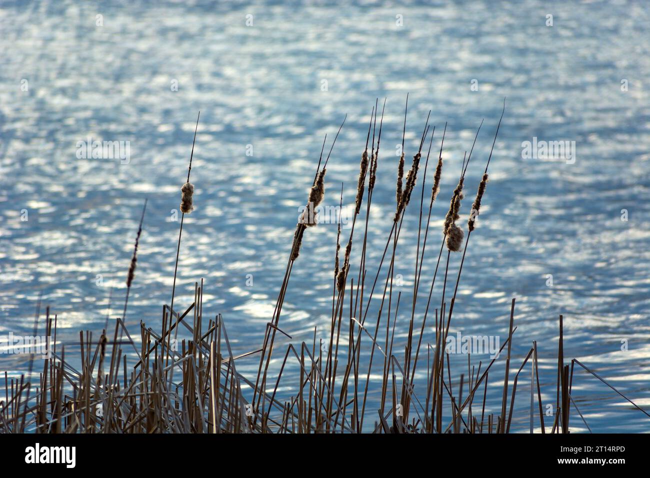 Dry cattails against the background of blue lake water Stock Photo - Alamy