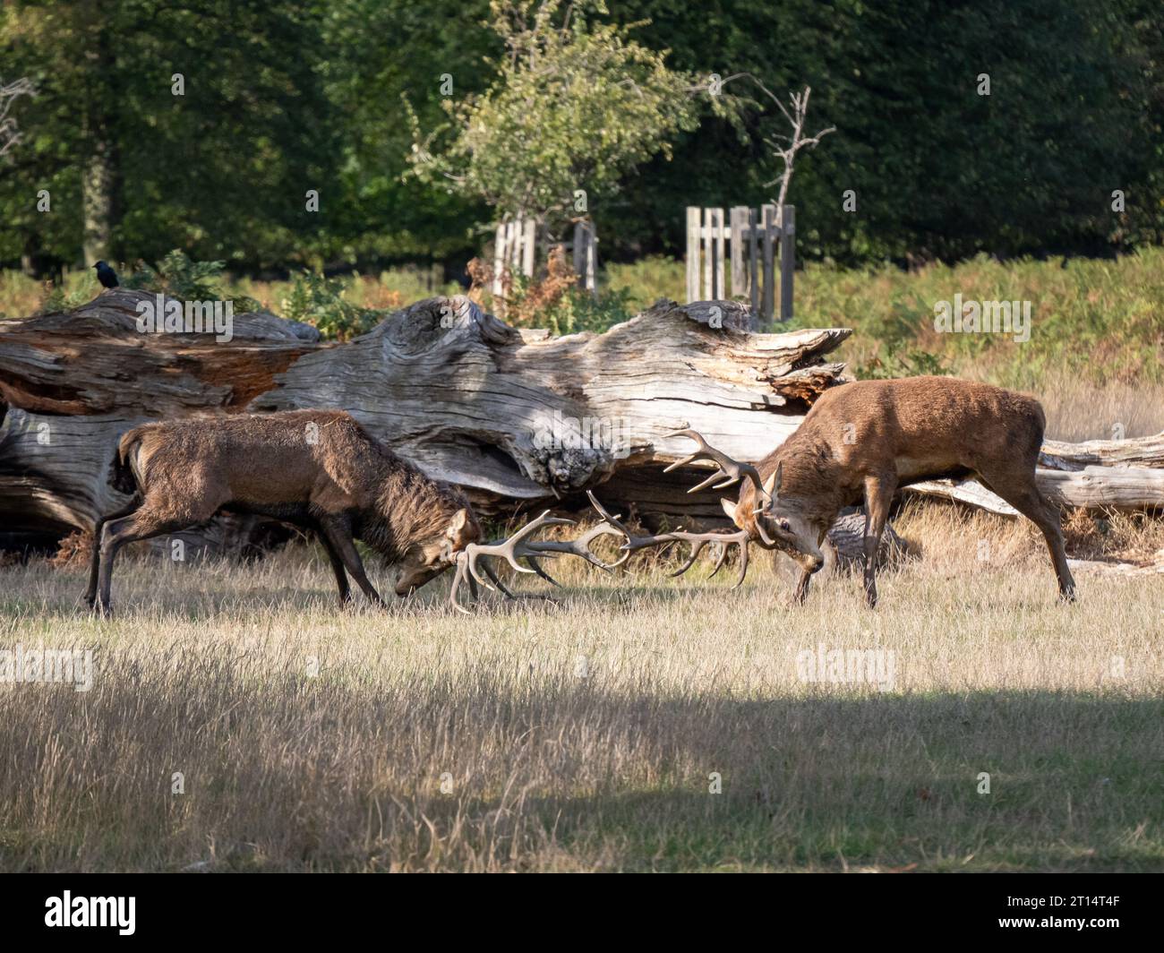 Red Deer Fighting During the Rut Stock Photo - Alamy