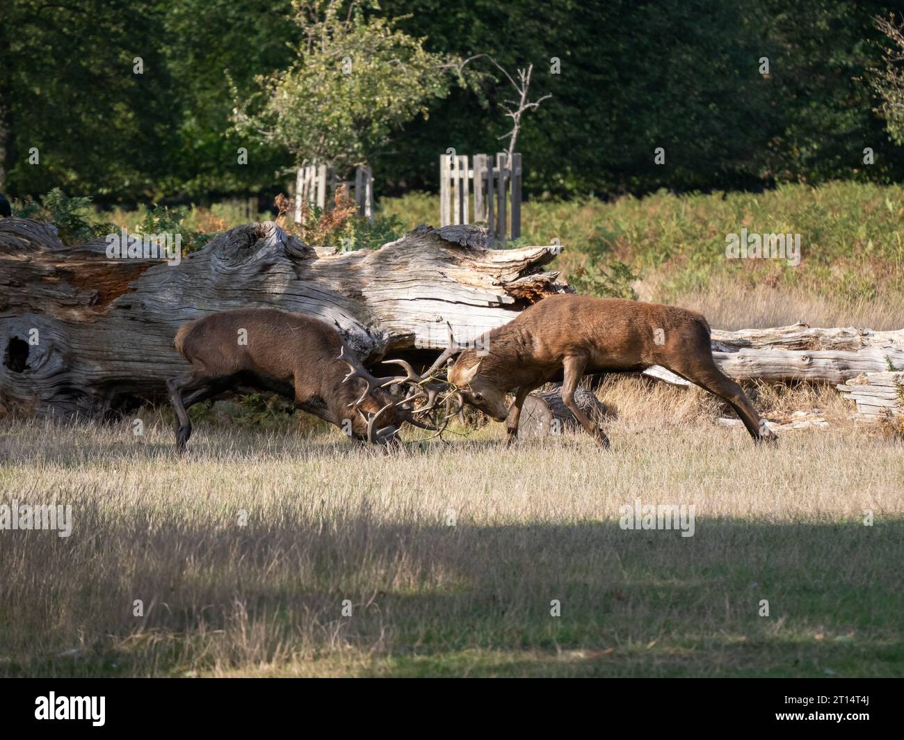 Red Deer Fighting During the Rut Stock Photo - Alamy