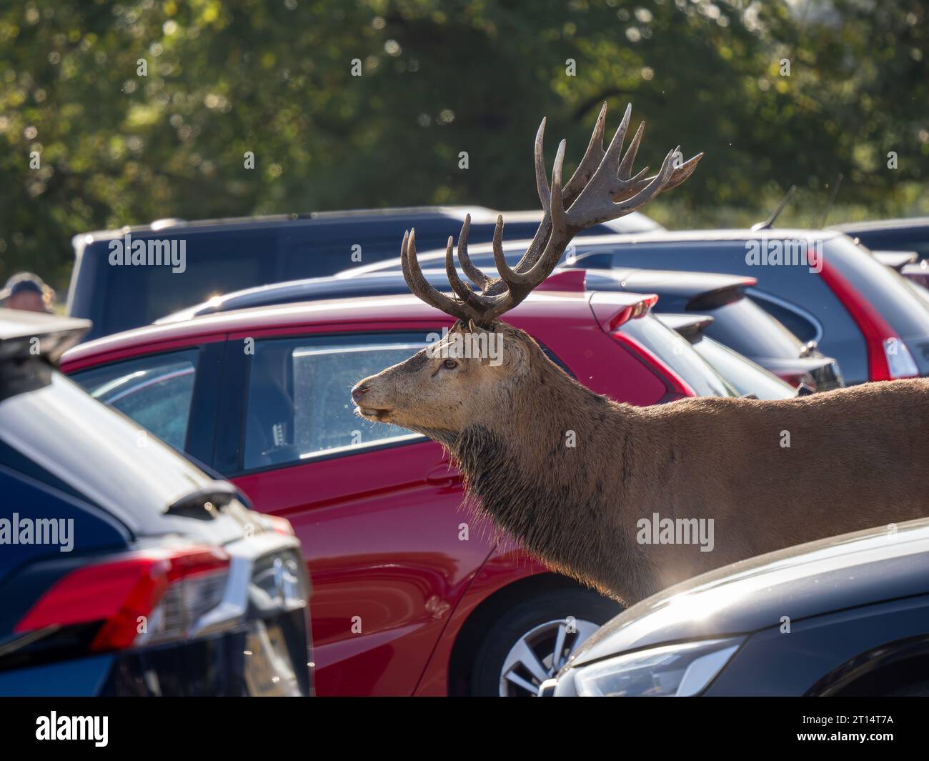 Red Deer Standing Between Cars Stock Photo - Alamy