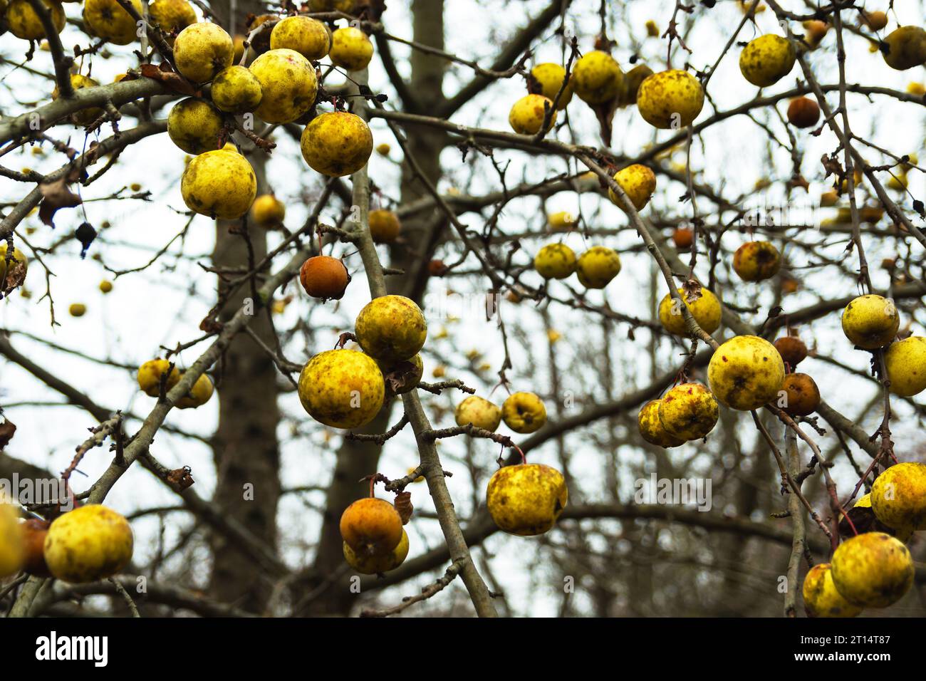 Apple tree without leaves hi-res stock photography and images - Alamy