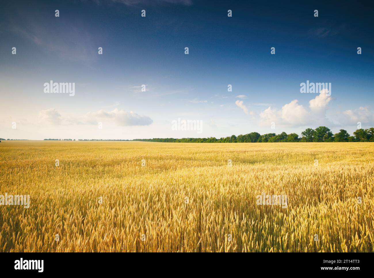 Golden Field and Beautiful Blue Sky. Wide angle Stock Photo - Alamy