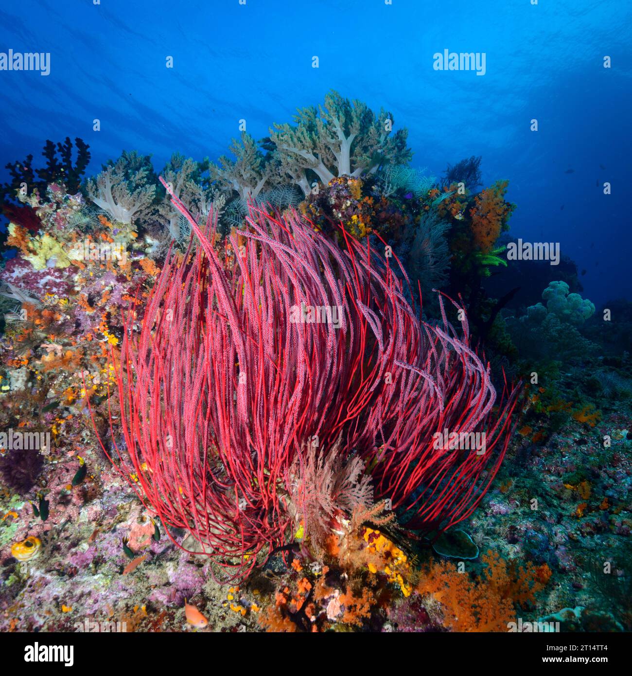 Coral Reef View Stock Photo - Alamy