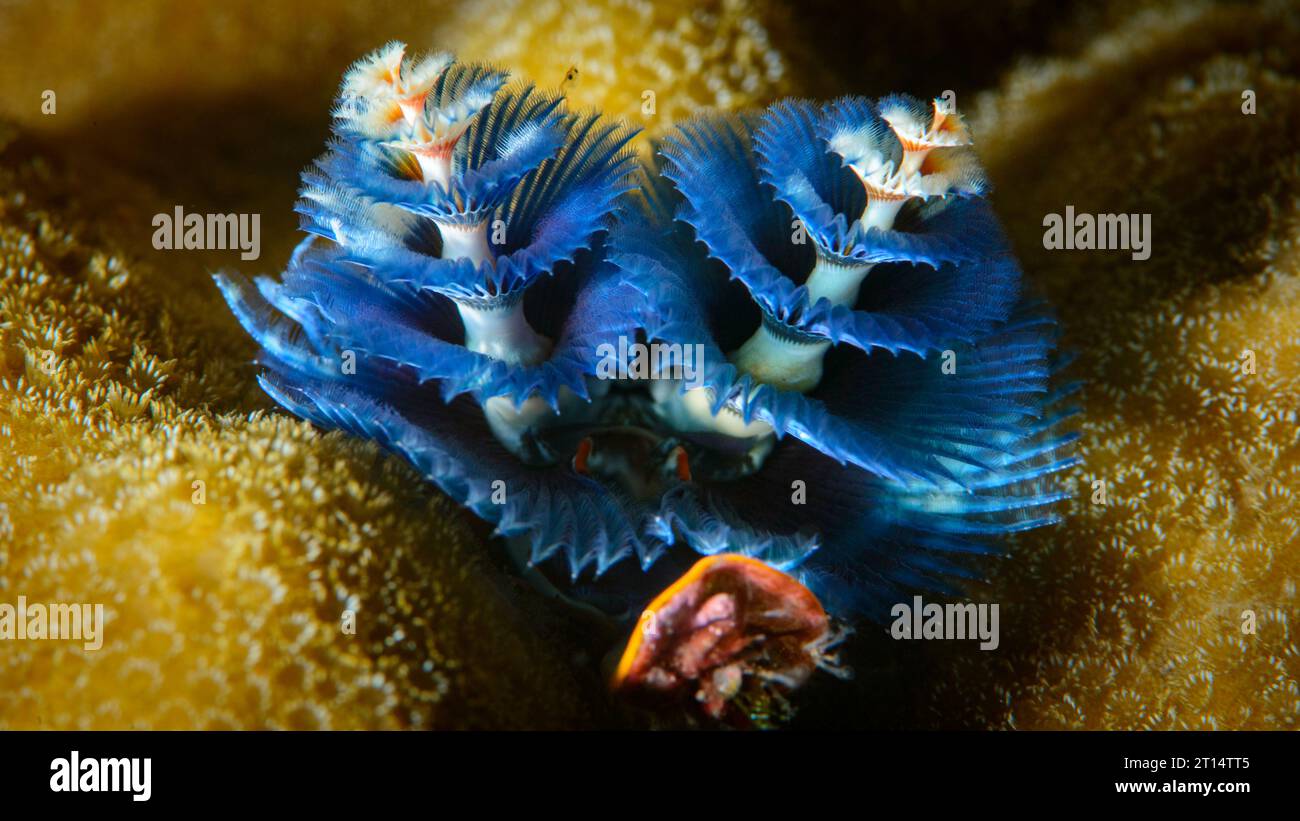 Christmas Tree Worm Stock Photo - Alamy