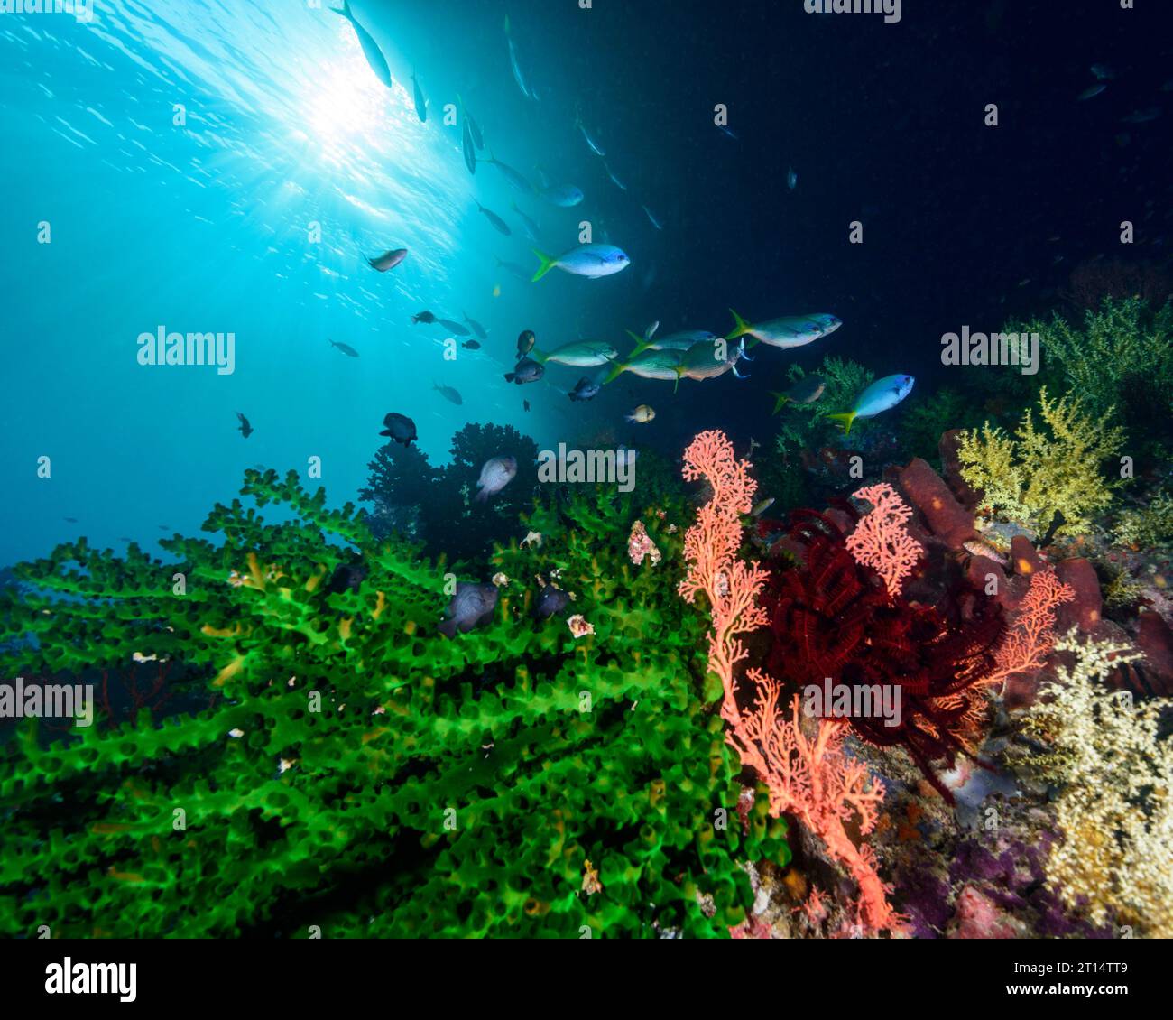 Coral Reef View Stock Photo - Alamy