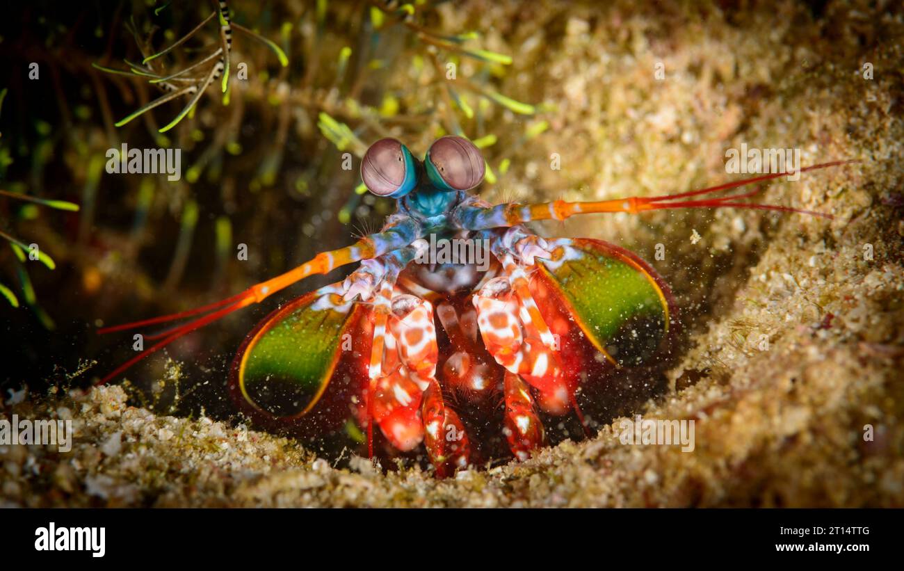 Peacock mantis shrimp emerging from burrow Stock Photo - Alamy