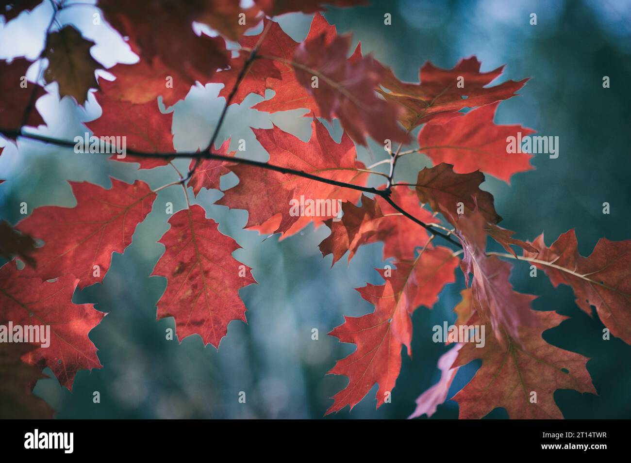 Autumn scene with oak leaves. Nature background Stock Photo - Alamy