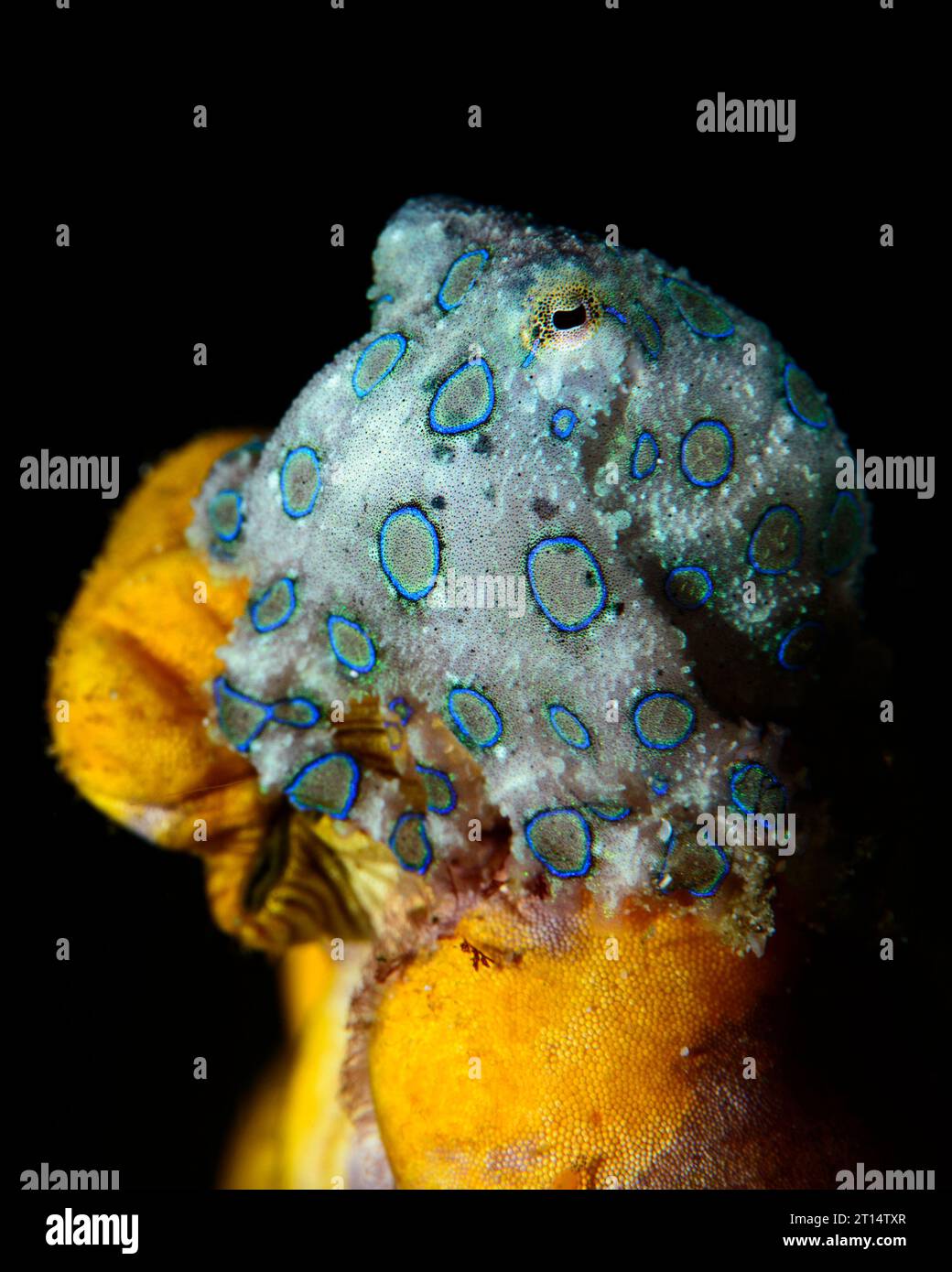 Blue ringed octopuses hi-res stock photography and images - Alamy
