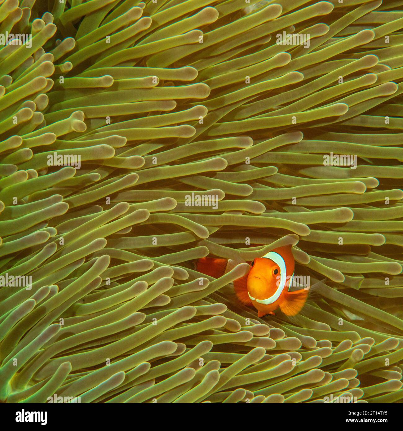 Fish in anemone hi-res stock photography and images - Alamy
