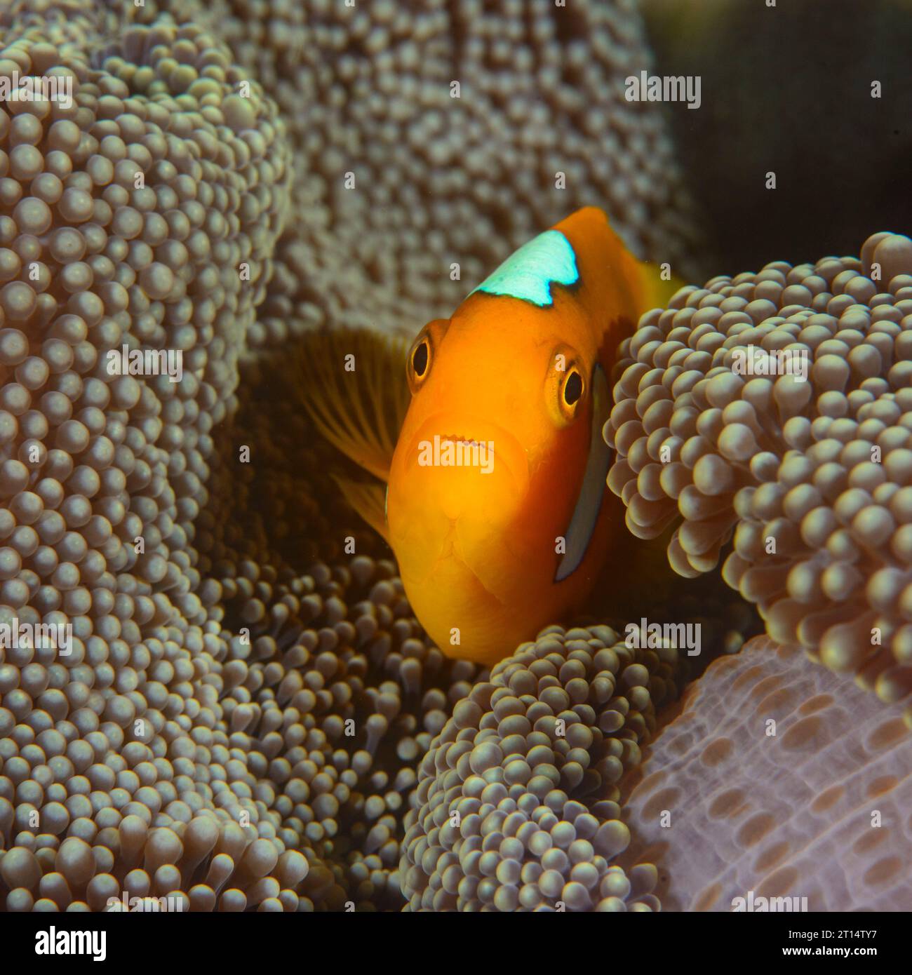 hybrid anemone fish Stock Photo - Alamy