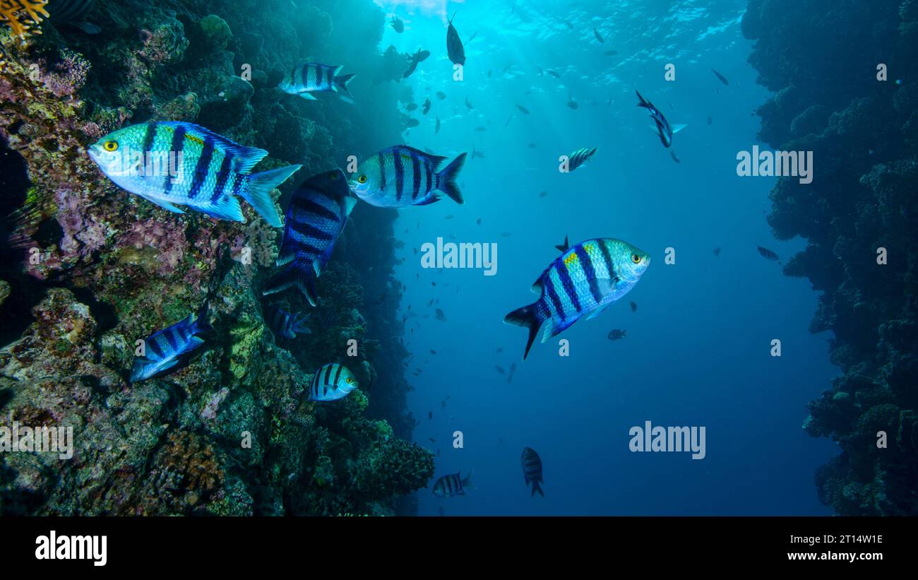 Sergeant Major Fish Midwater Stock Photo - Alamy