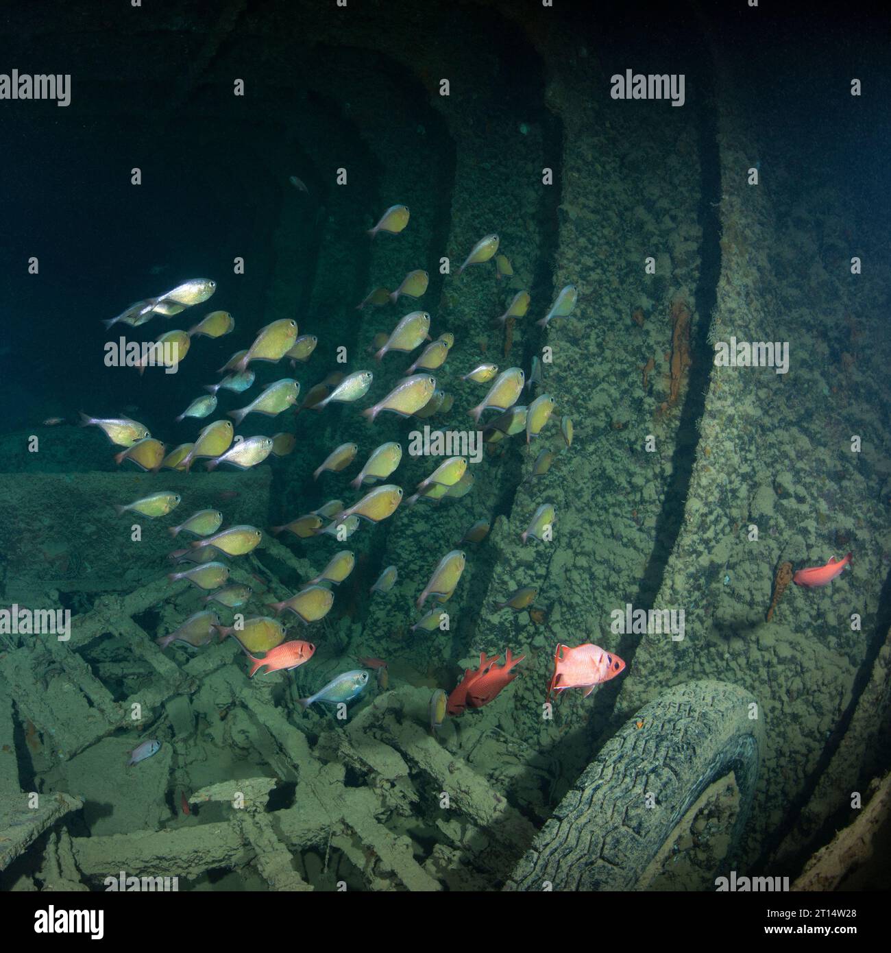 Fish Inside the Thistlegorm weck Stock Photo - Alamy