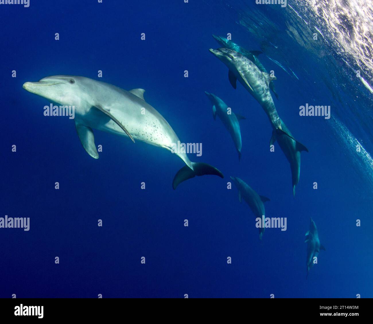 Bottlenose Dolphins Red Sea Stock Photo - Alamy