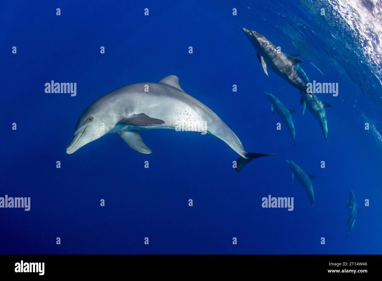 Dolphin red sea hi-res stock photography and images - Alamy
