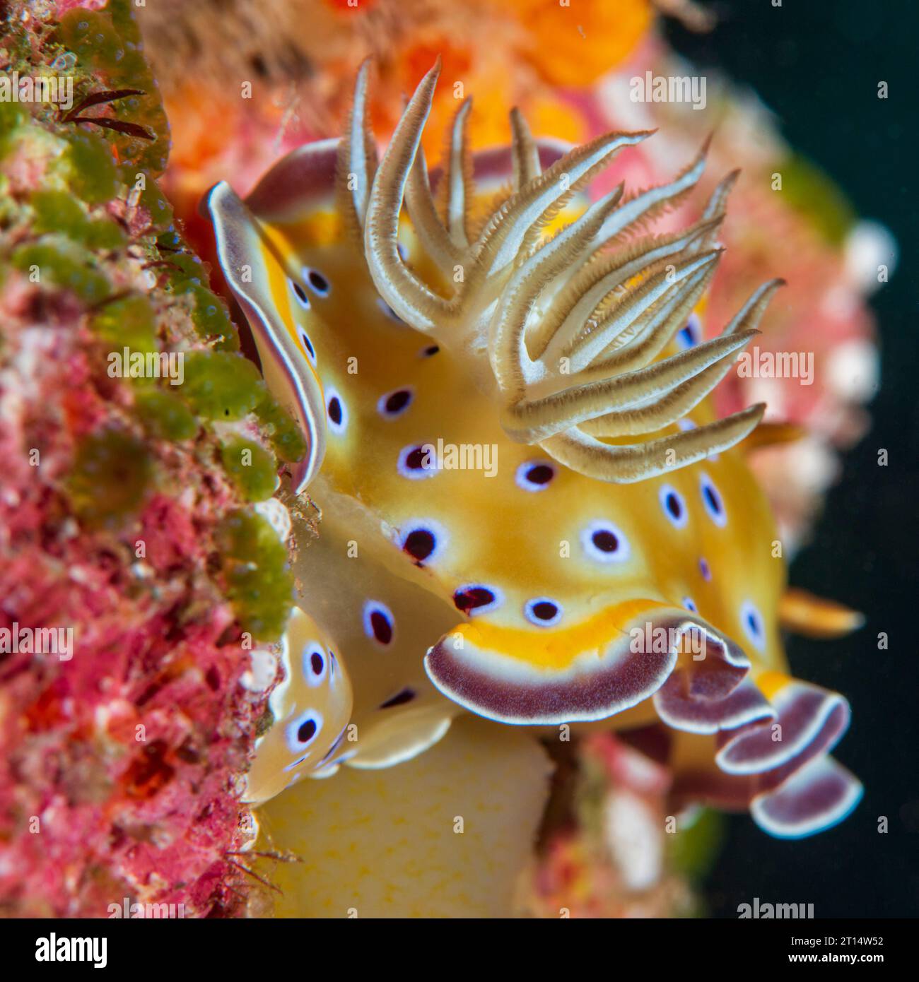 Nudibranch maldives hi-res stock photography and images - Alamy