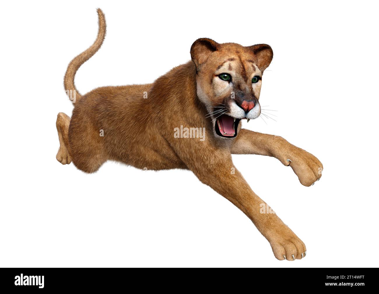 3D rendering of a big cat puma isolated on white background Stock Photo ...
