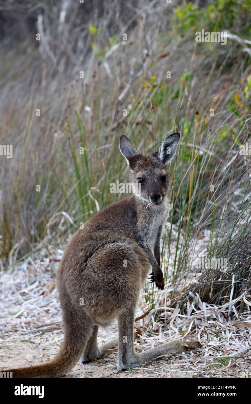 An Australian kangaroo in a grassy landscape looking at the camera ...