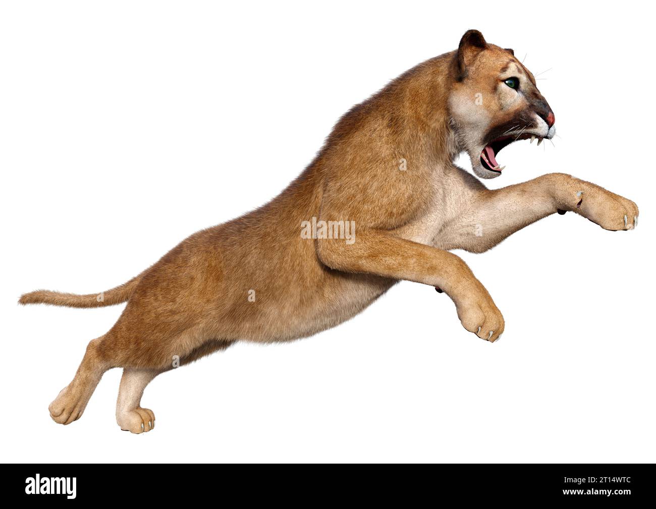 3D rendering of a big cat puma isolated on white background Stock Photo ...
