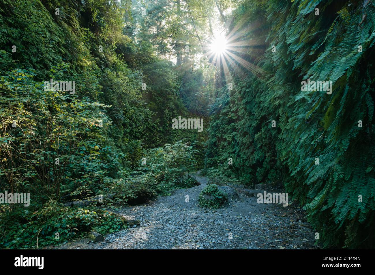 Fern canyon in redwoods hi-res stock photography and images - Alamy