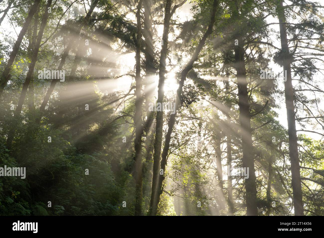 Fern Canyon in Elk Prairie State Park Stock Photo - Alamy