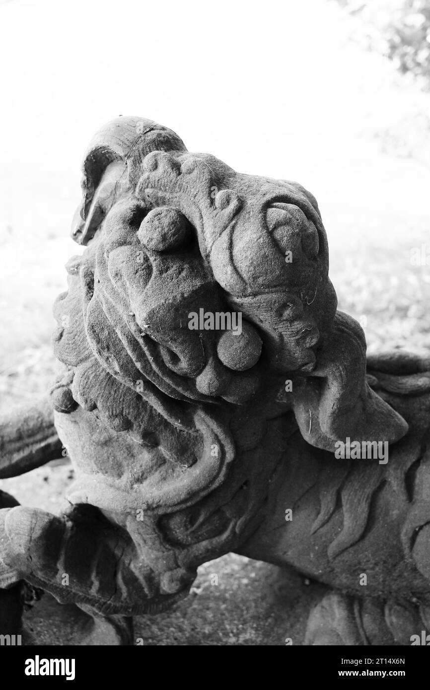 A single Chinese Fu dog smiling at the camera in a black and white ...