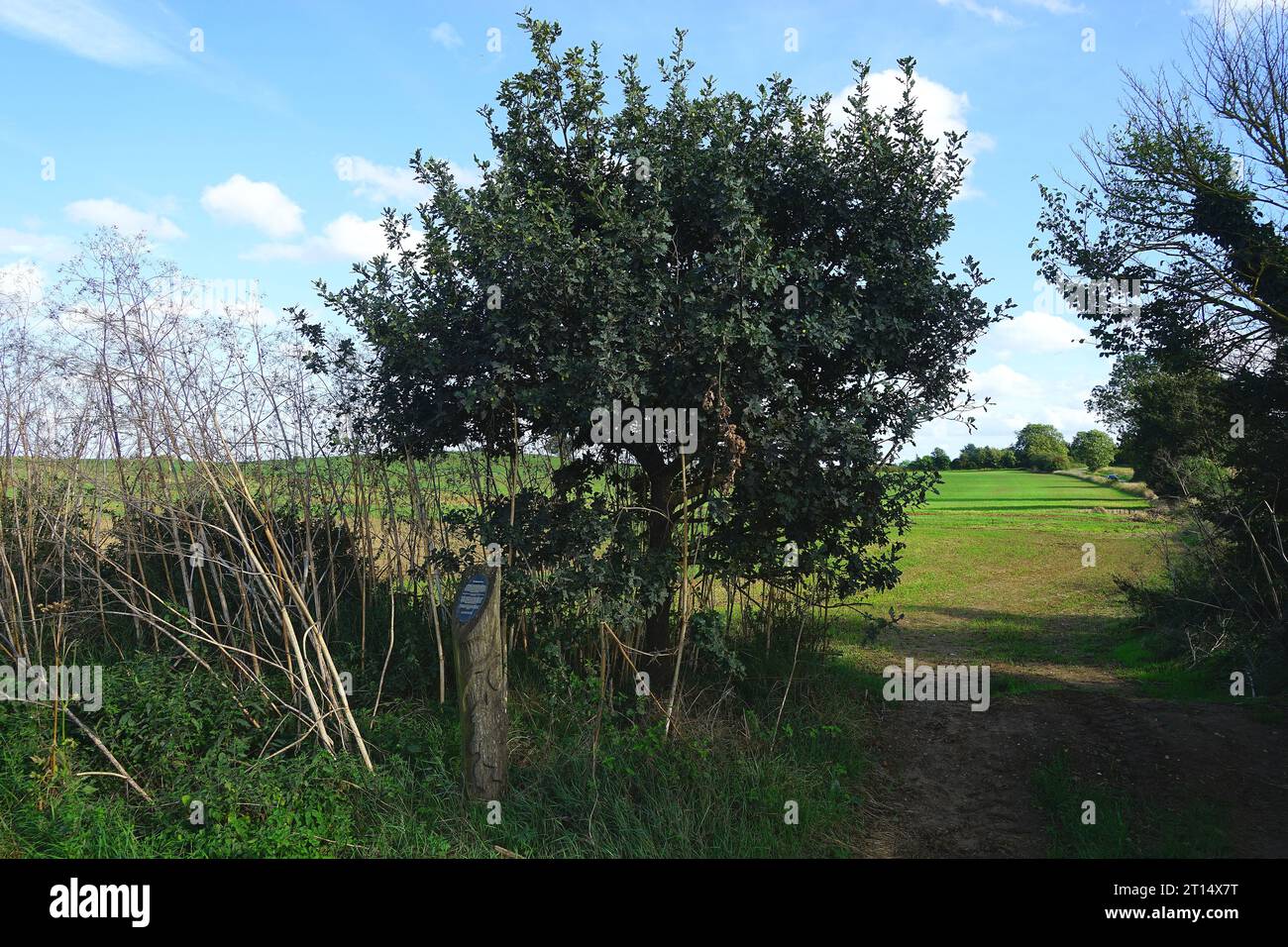 The new Beaumont Tree on the site of the original tree near Flitton ...