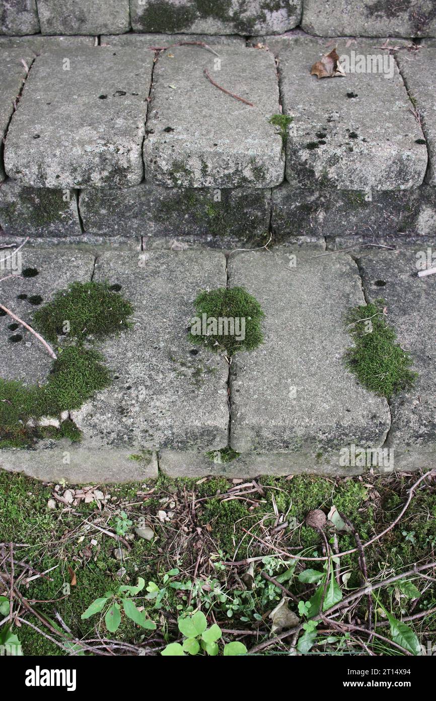 Simple stone steps covered in moss Stock Photo - Alamy