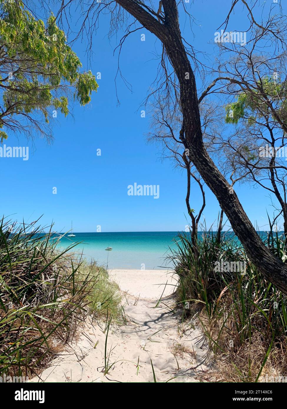 A path between tall trees on a serene beach in Siesta Park Beach in ...