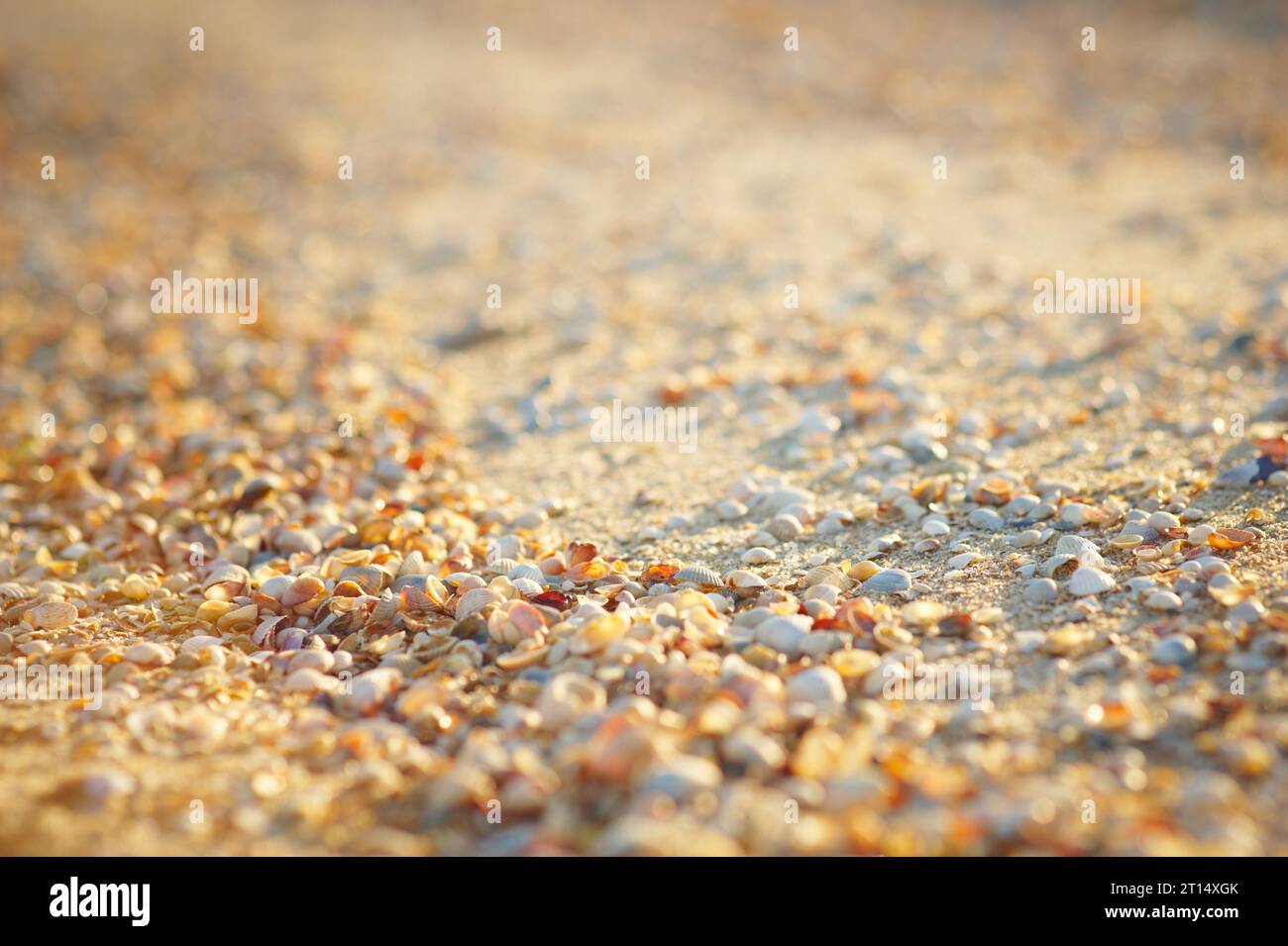 Collection of fossilized shells hi-res stock photography and images - Alamy
