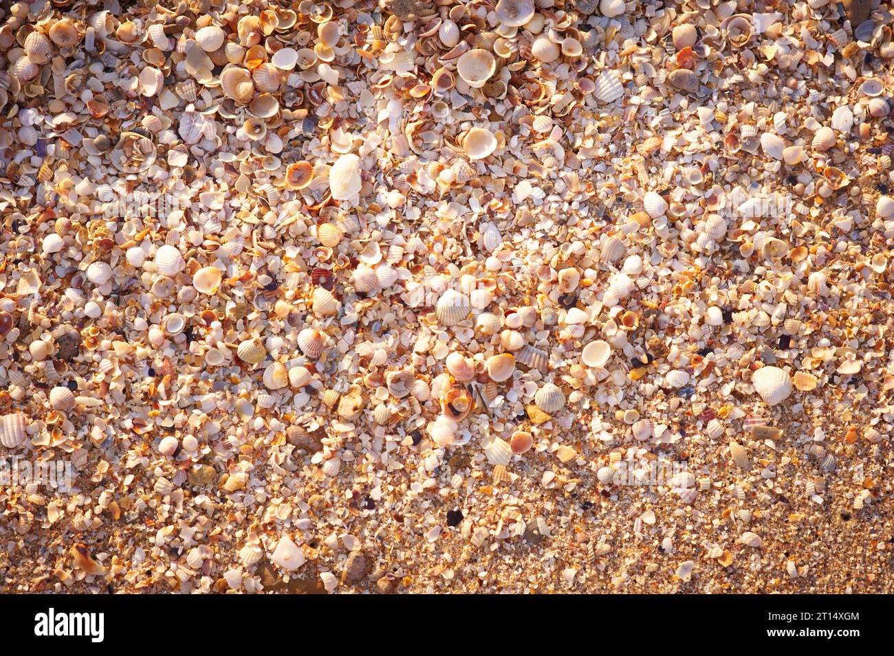 Natural sand and shells background close up Stock Photo - Alamy