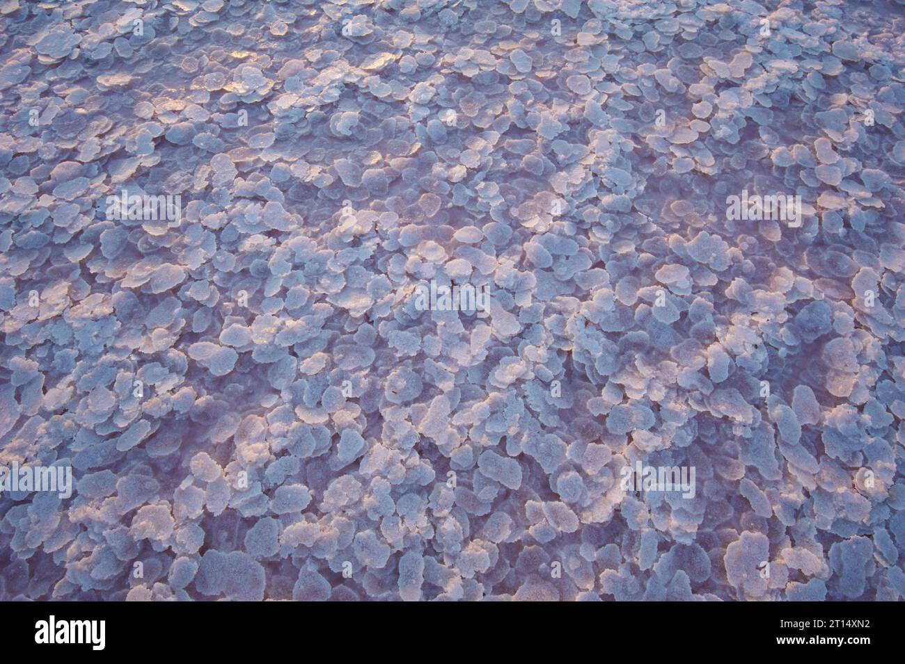 Brine and salt of a pink lake, colored by microalgae Dunaliella salina ...