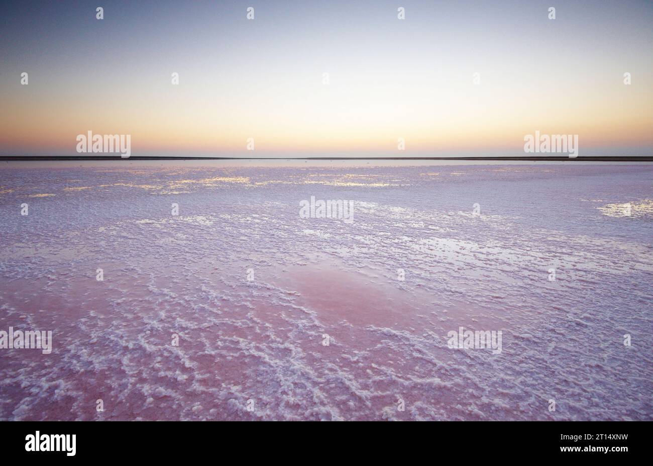 Brine and salt of a pink lake, colored by microalgae Dunaliella salina ...