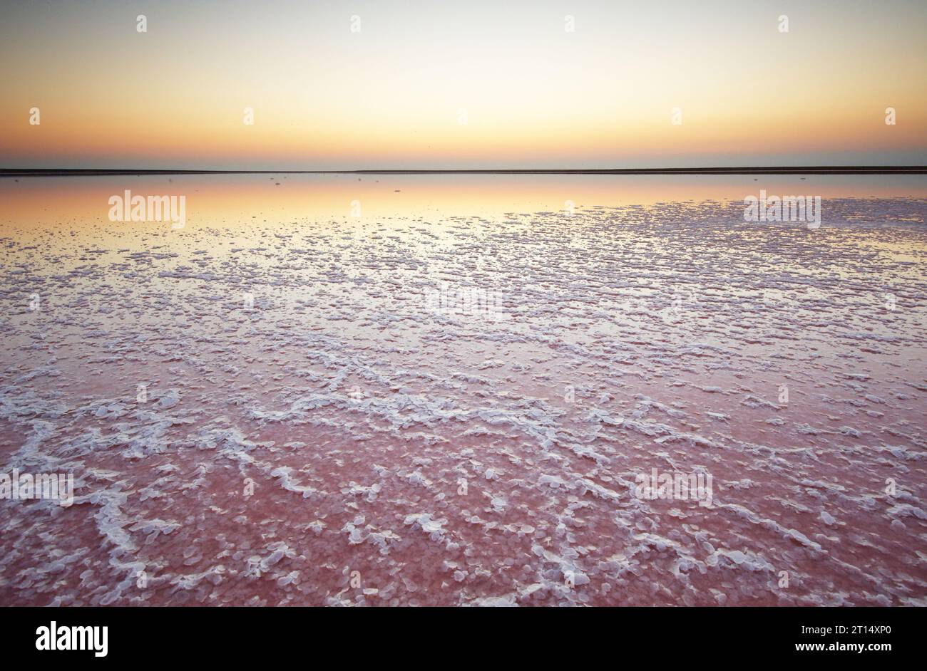 Brine and salt of a pink lake, colored by microalgae Dunaliella salina ...