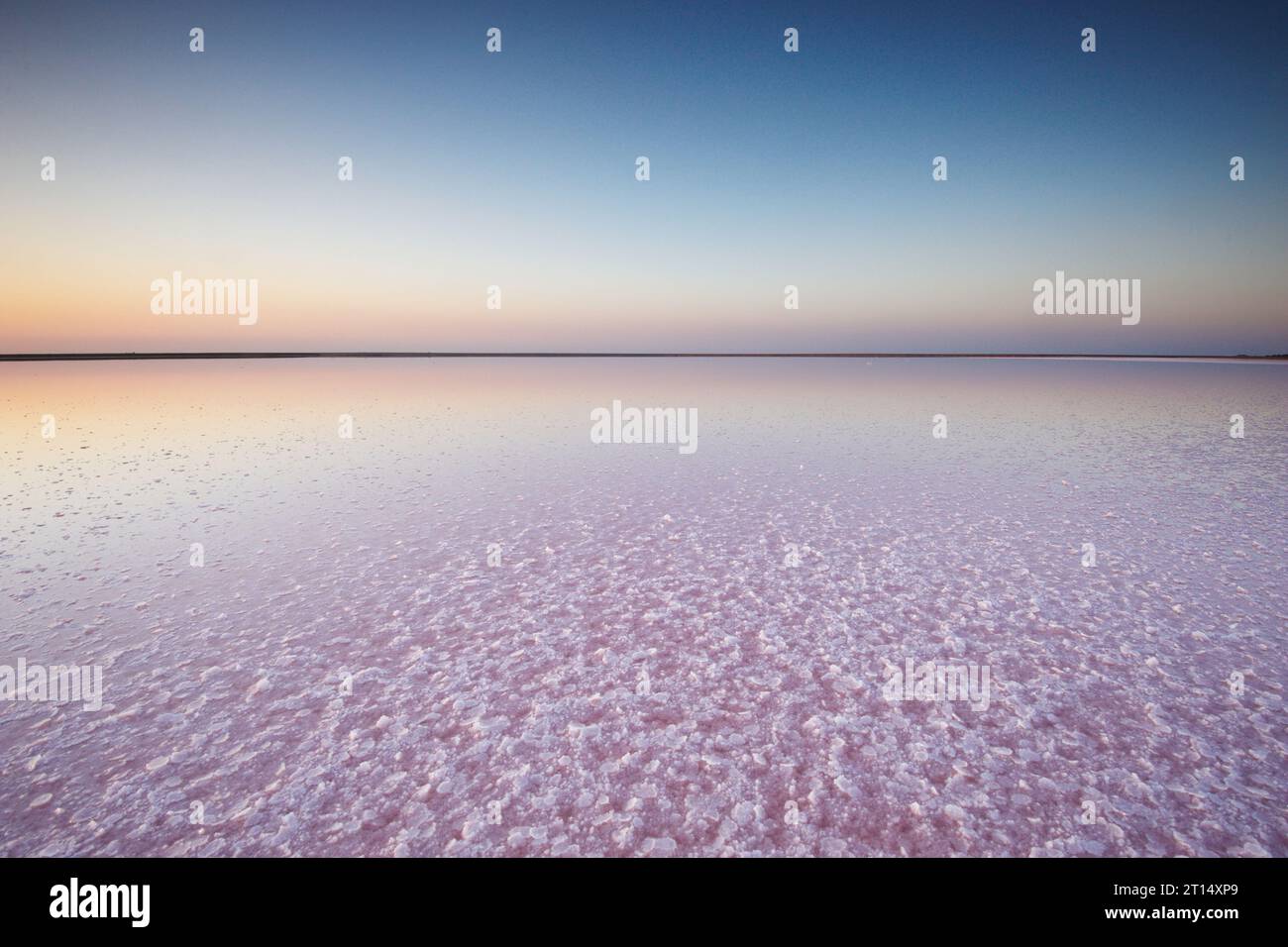 Brine and salt of a pink lake, colored by microalgae Dunaliella salina ...