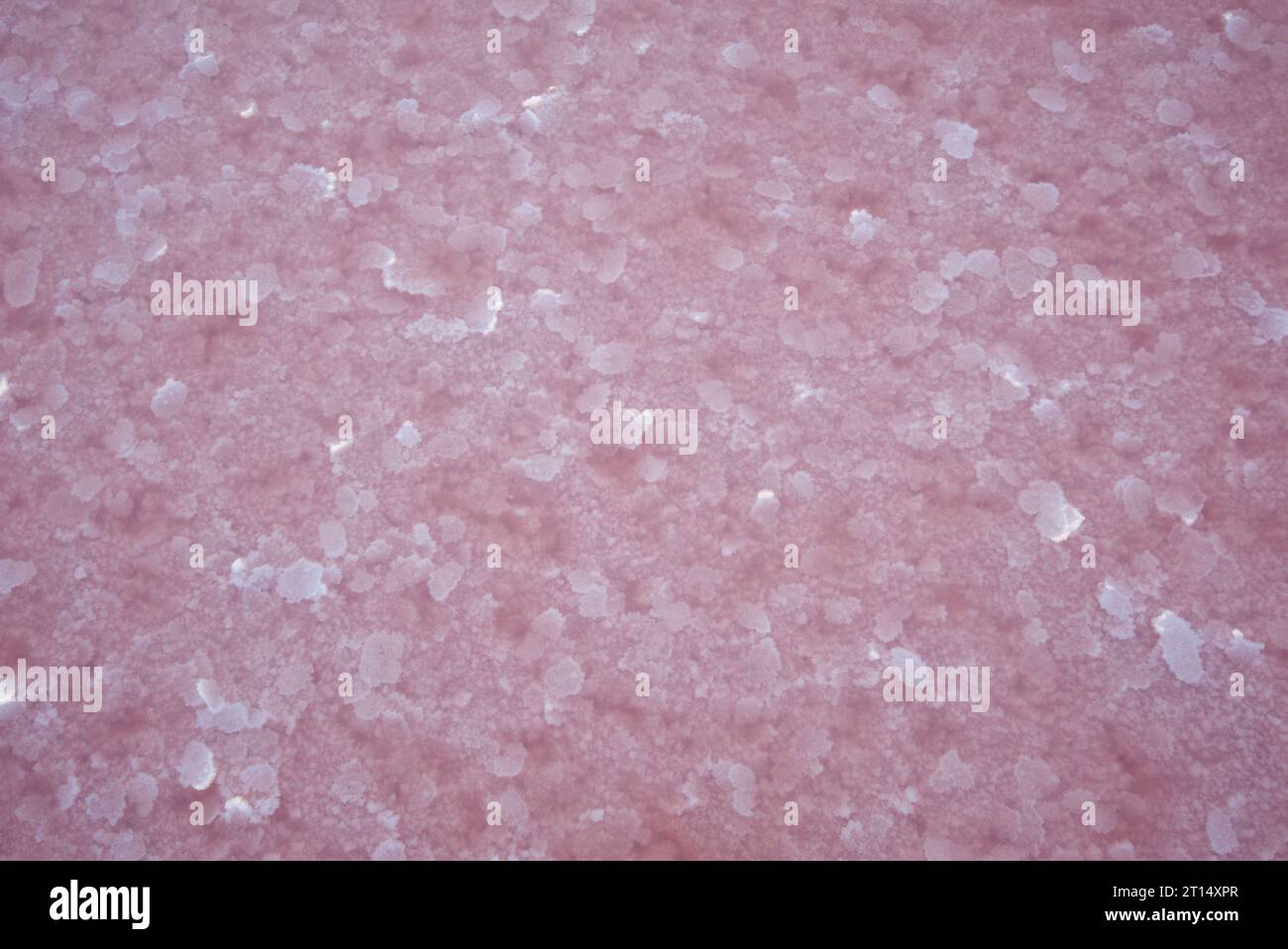 Brine and salt of a pink lake, colored by microalgae Dunaliella salina ...