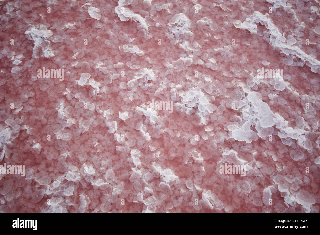 Brine and salt of a pink lake, colored by microalgae Dunaliella salina ...