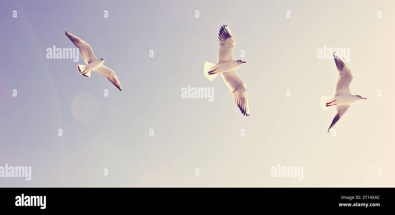 Three Seagulls flying in the blue sky Stock Photo - Alamy