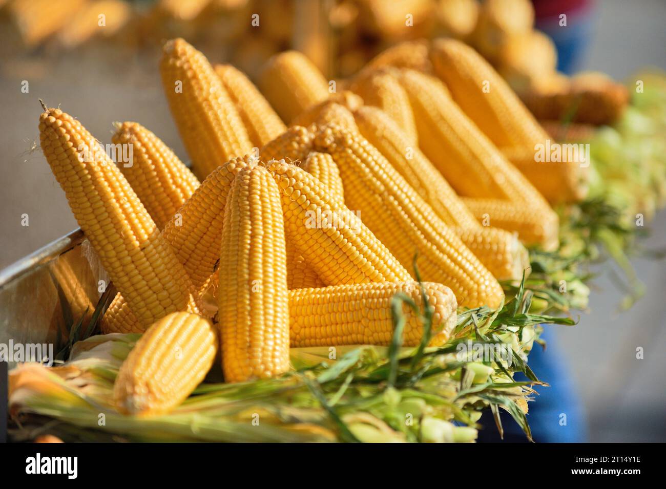 Fresh corn is famous street food of Istanbul, Turkey Stock Photo - Alamy