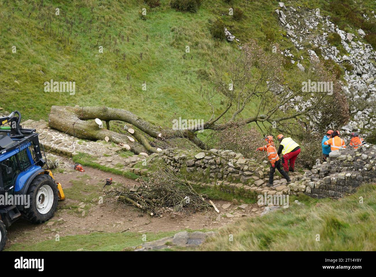 Work begins in the removal of the felled Sycamore Gap tree, on Hadrian ...