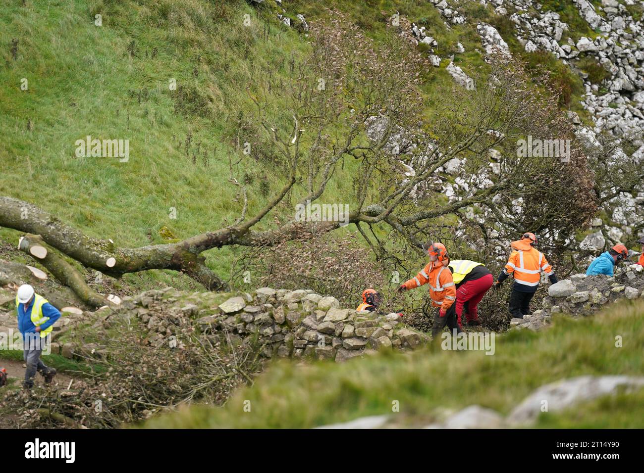 Work begins in the removal of the felled Sycamore Gap tree, on Hadrian ...