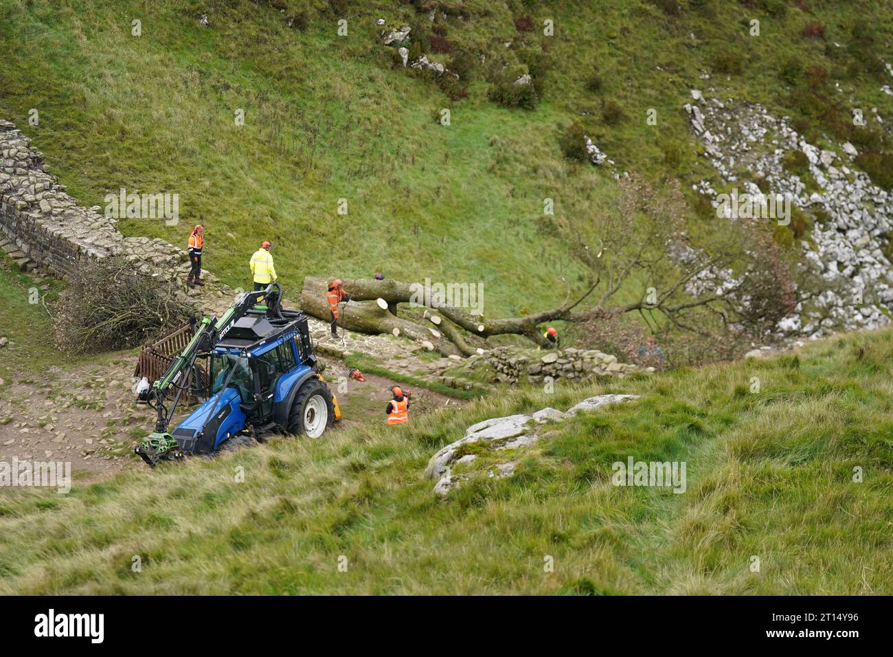 Work begins in the removal of the felled Sycamore Gap tree, on Hadrian ...