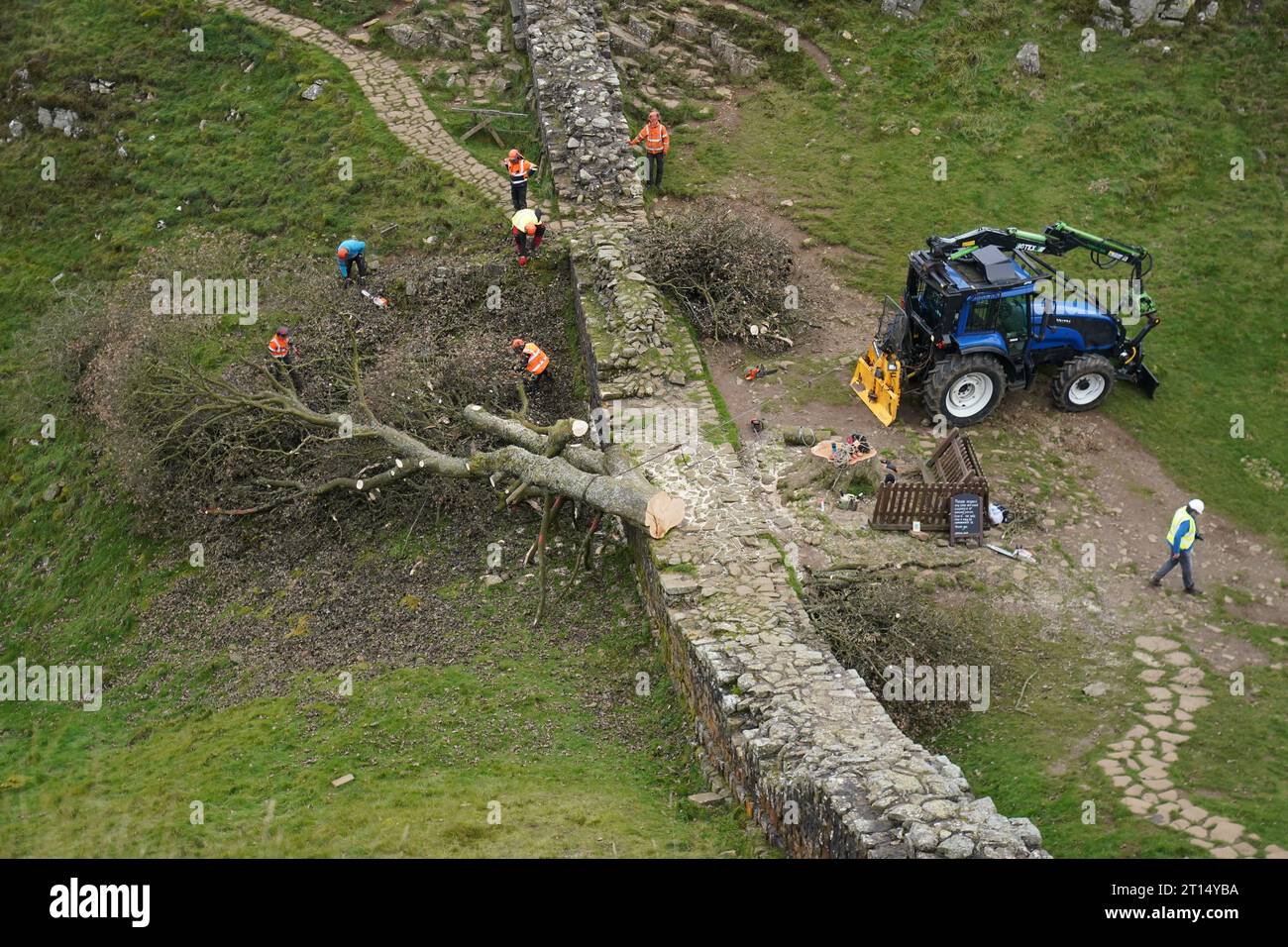 Work begins in the removal of the felled Sycamore Gap tree, on Hadrian ...