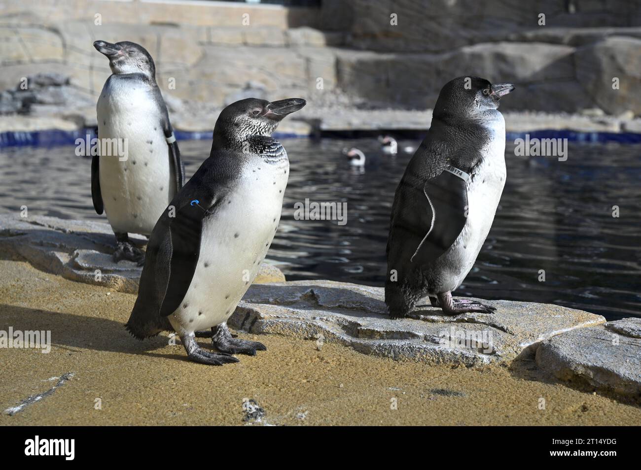 West Calder, Scotland, UK. 11th Oct 2023. Five Sisters Zoo welcomes ...