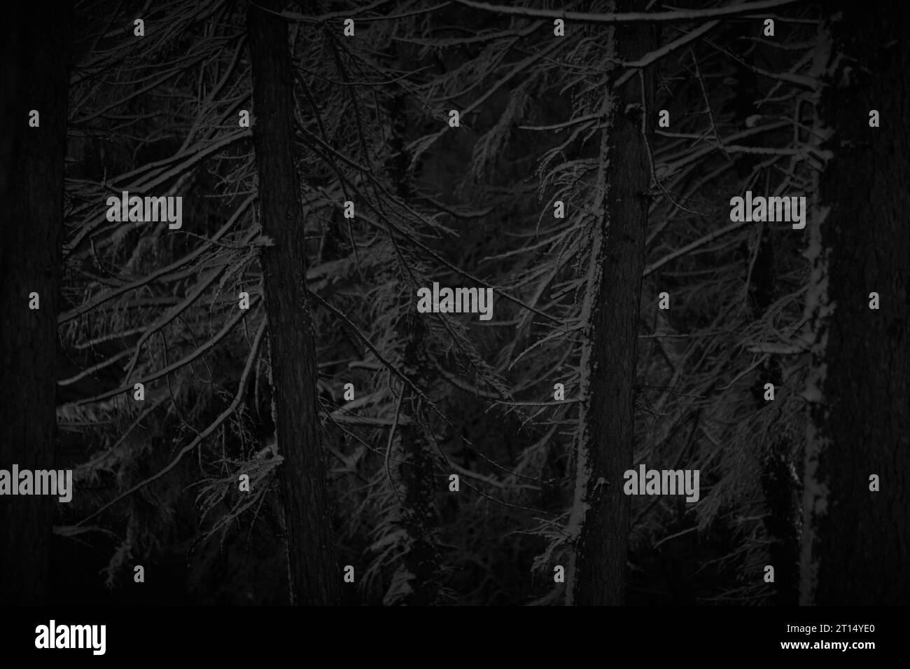 Landscape of spooky night winter forest covered by snow Stock Photo - Alamy