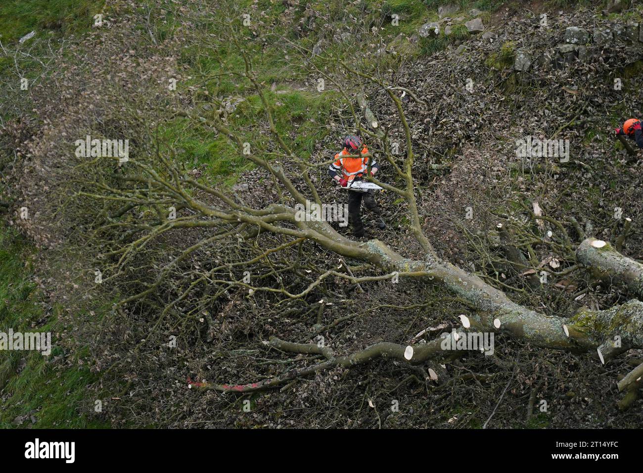Work begins in the removal of the felled Sycamore Gap tree, on Hadrian ...