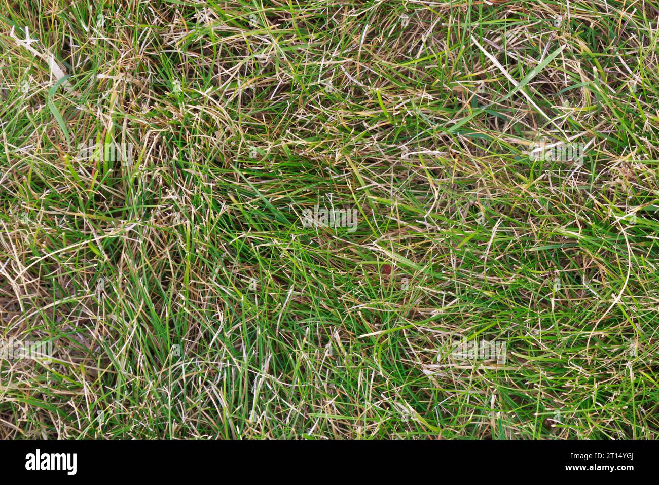 Background is bright green grass sprouting through yellow faded grass ...