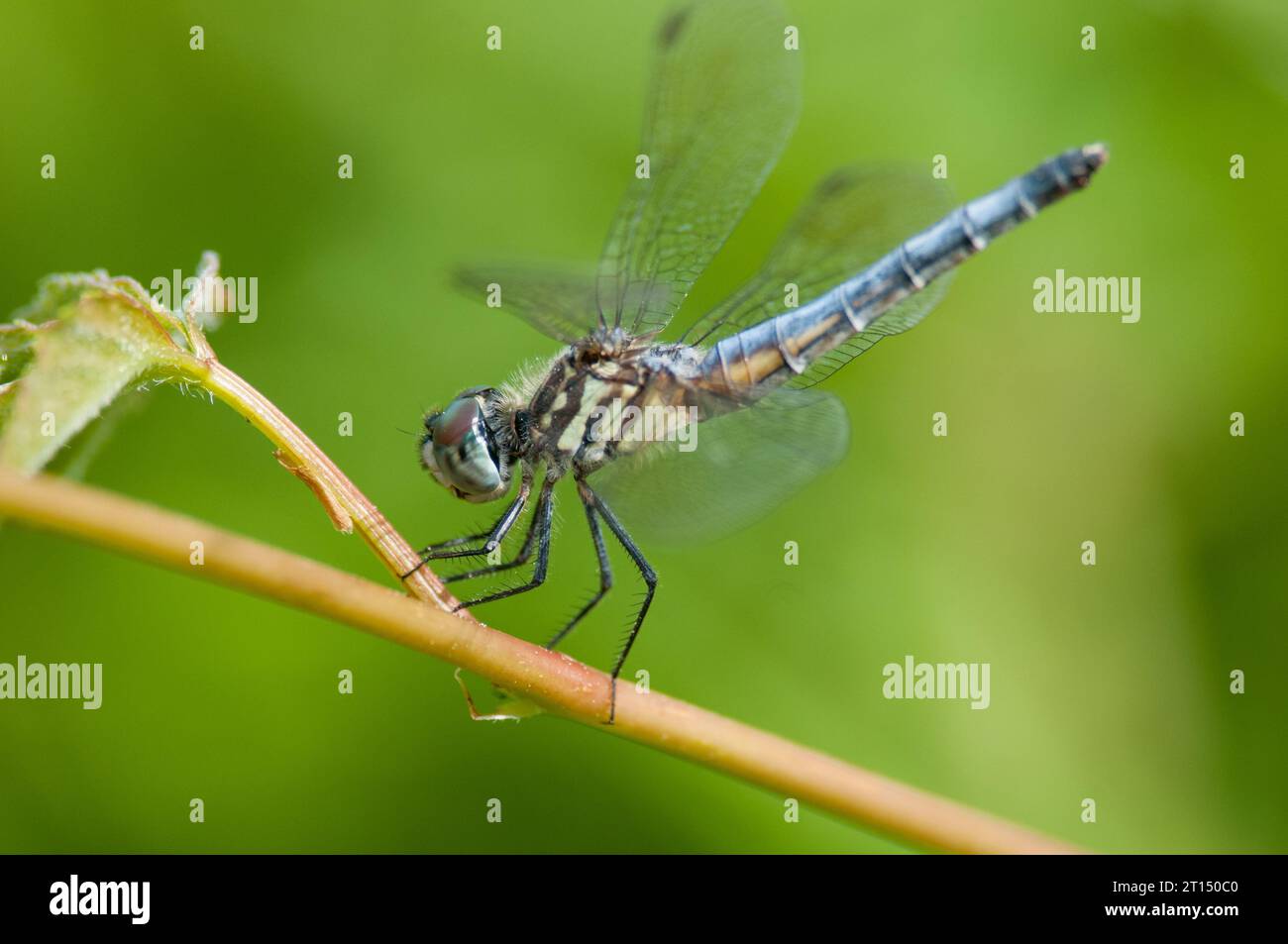 Dragonfly stripes on wings perched hi-res stock photography and images ...