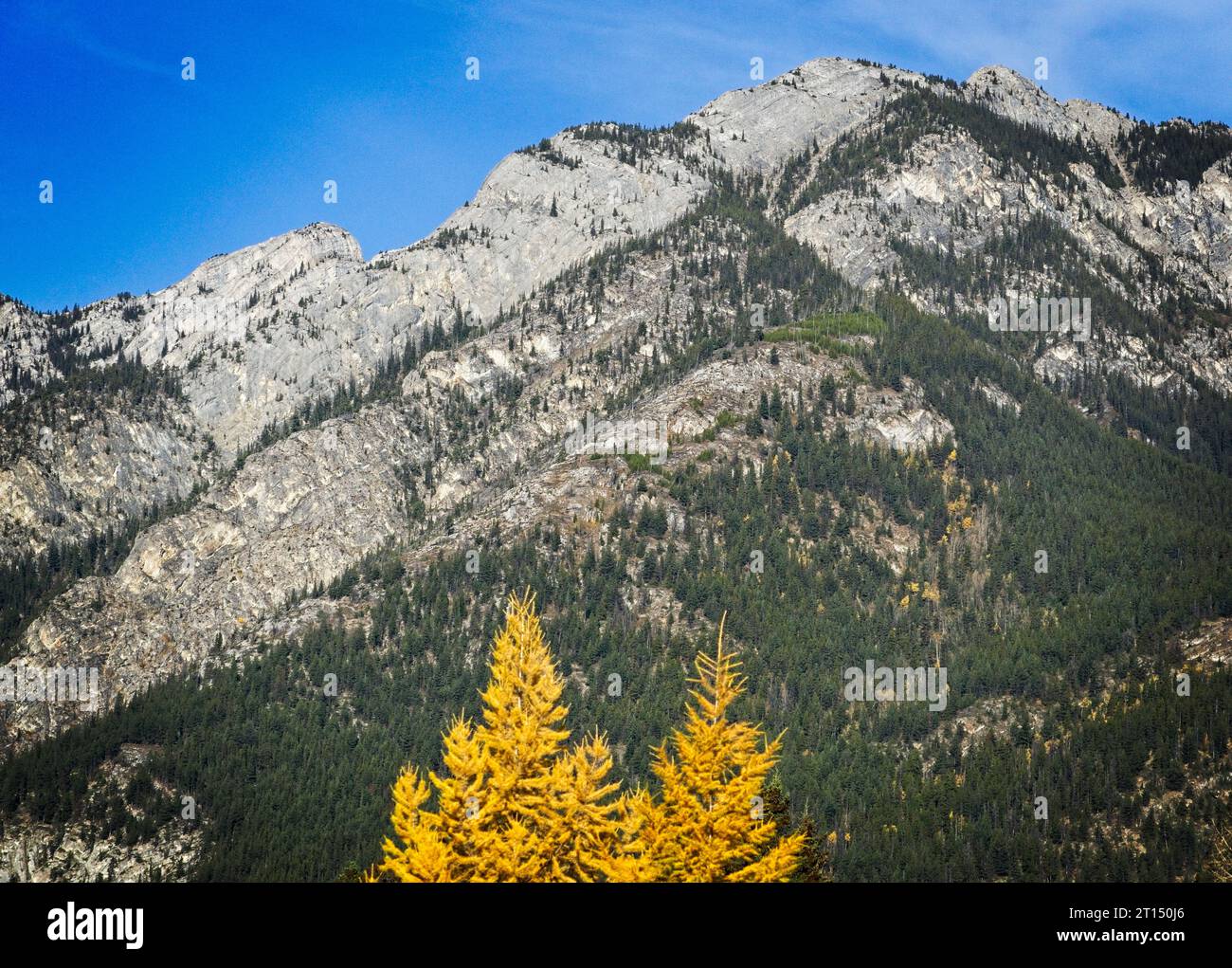 Autumn Trees and Mountain Banff Alberta Stock Photo - Alamy
