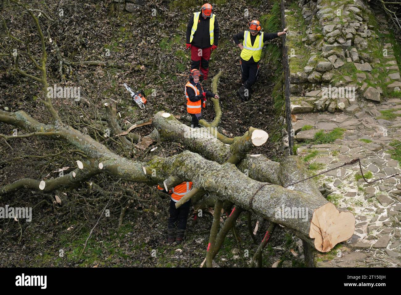 Work begins in the removal of the felled Sycamore Gap tree, on Hadrian ...