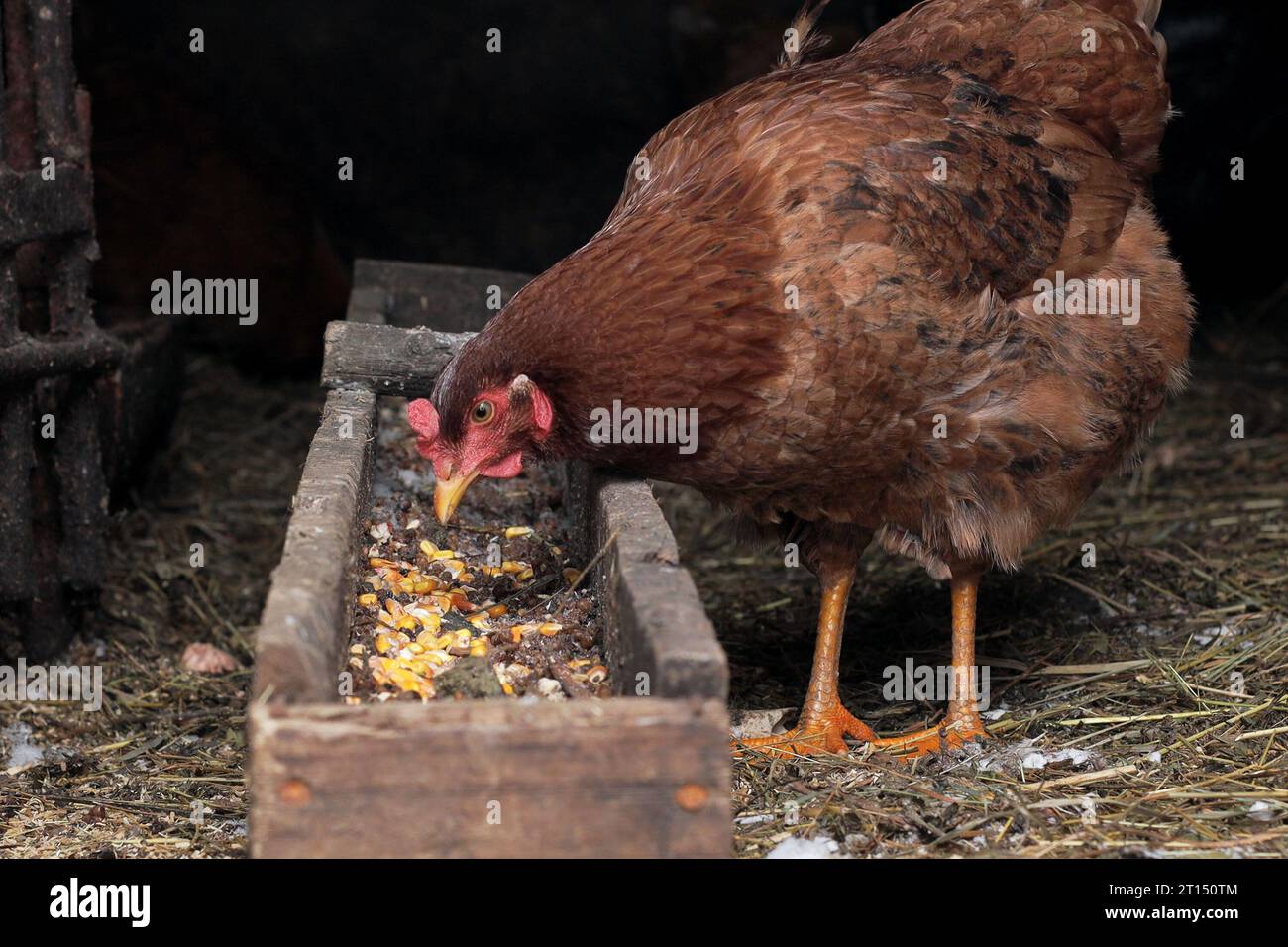 Chickens in a chicken coop eating cracked corn with the chicken feeder ...